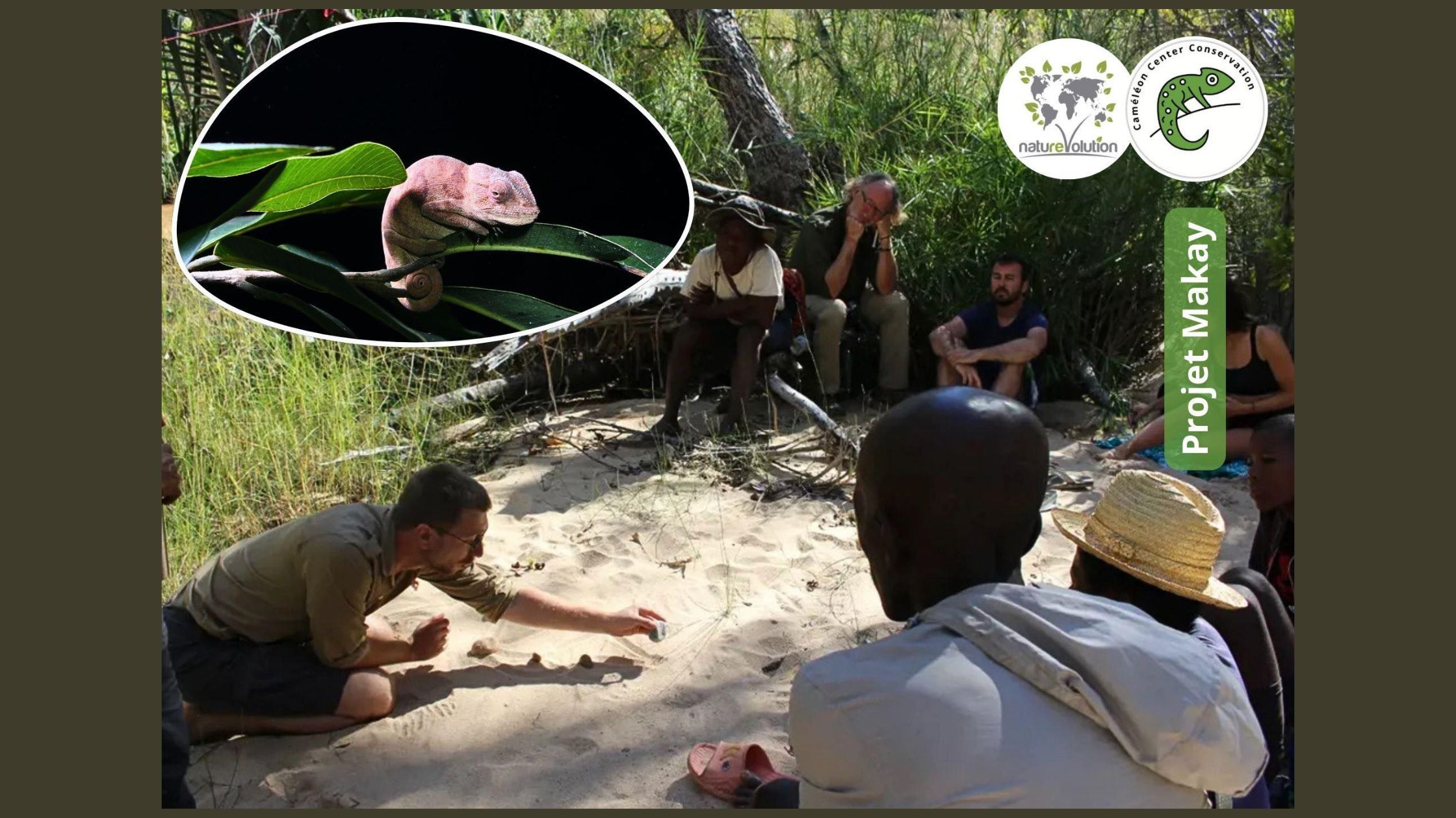Caméléons - Massif du Makay